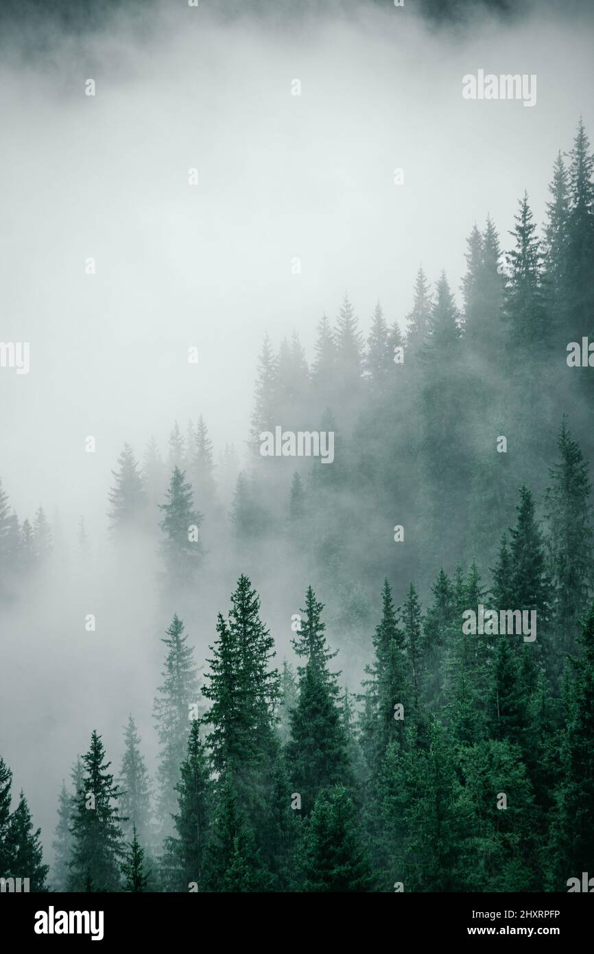 Heavy mist over the green dense forests Stock Photo - Alamy