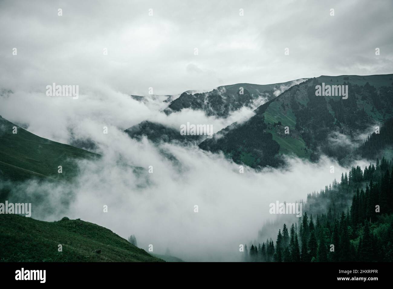 Heavy mist over the green mountains with the dense forests Stock Photo ...