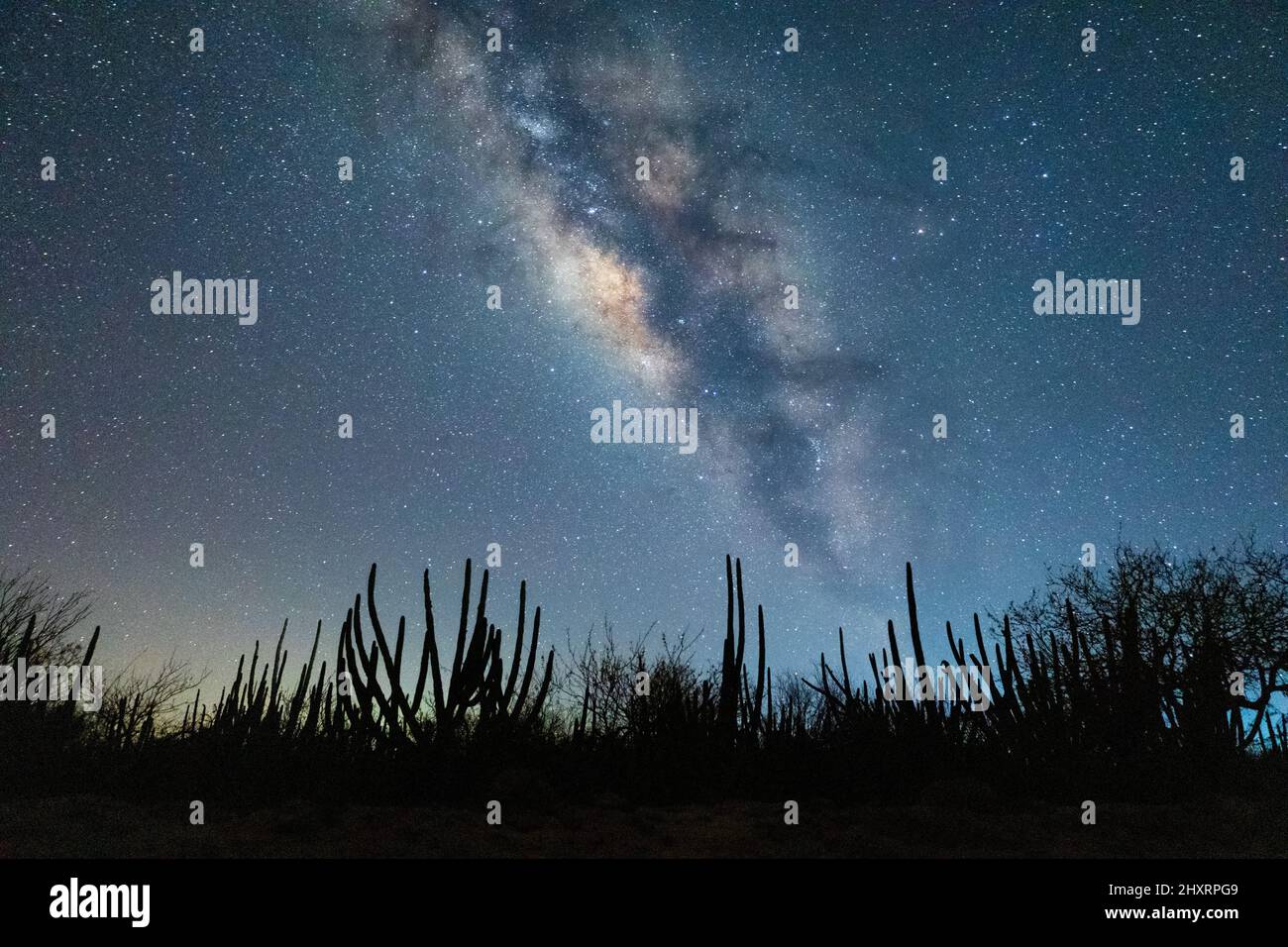 Milky Way galaxy above the silhouette of a cactus field Stock Photo - Alamy
