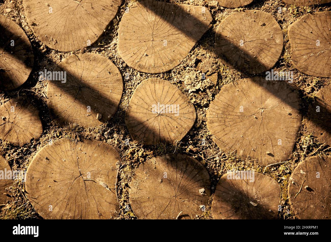 Surface made of tree trunks with shadows Stock Photo - Alamy