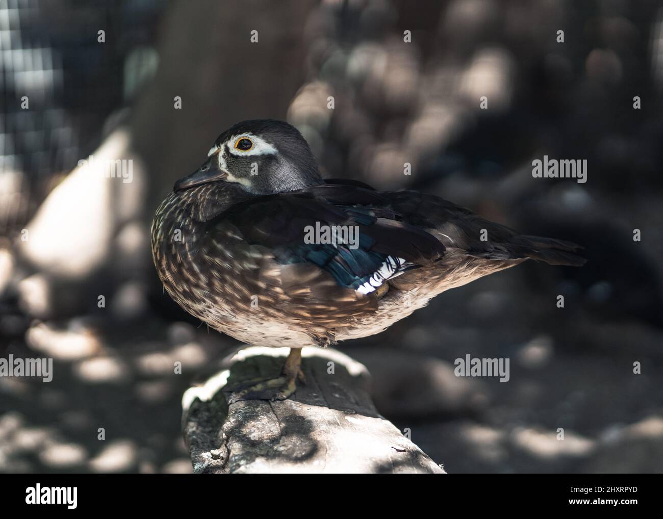 Black dug hi-res stock photography and images - Alamy
