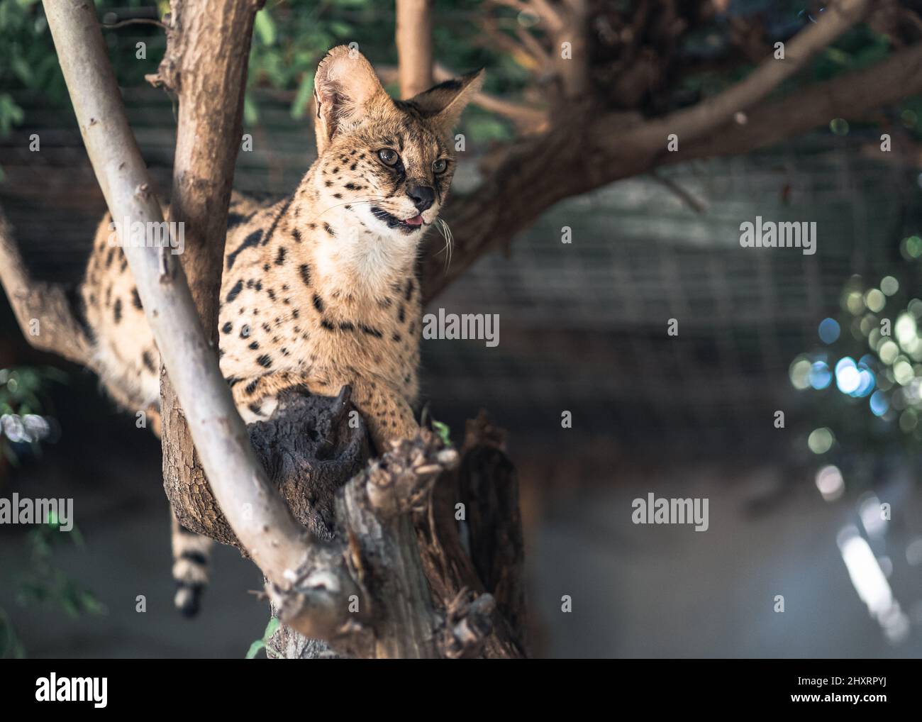 Closeup of Leptailurus serval serval in the tree Stock Photo - Alamy