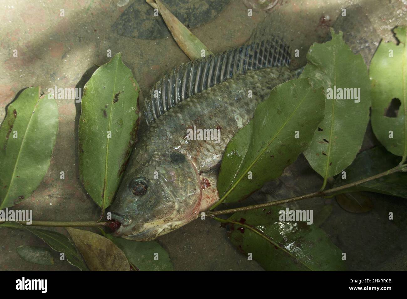 Diet aquatic prey hi-res stock photography and images - Alamy