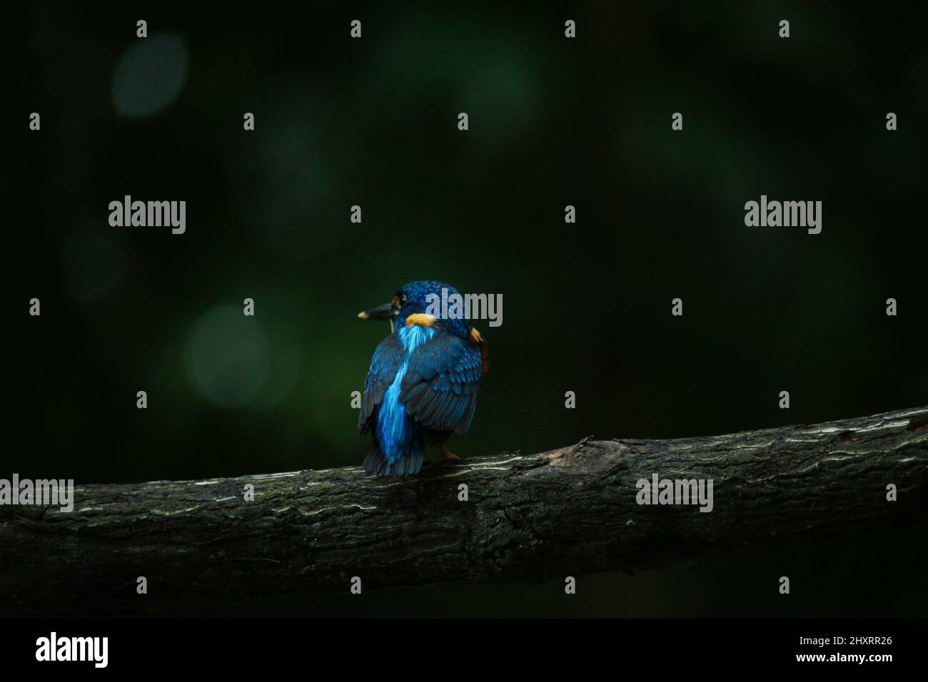 Colorful barn swallow bird with brilliant blue and purple feathe Stock ...