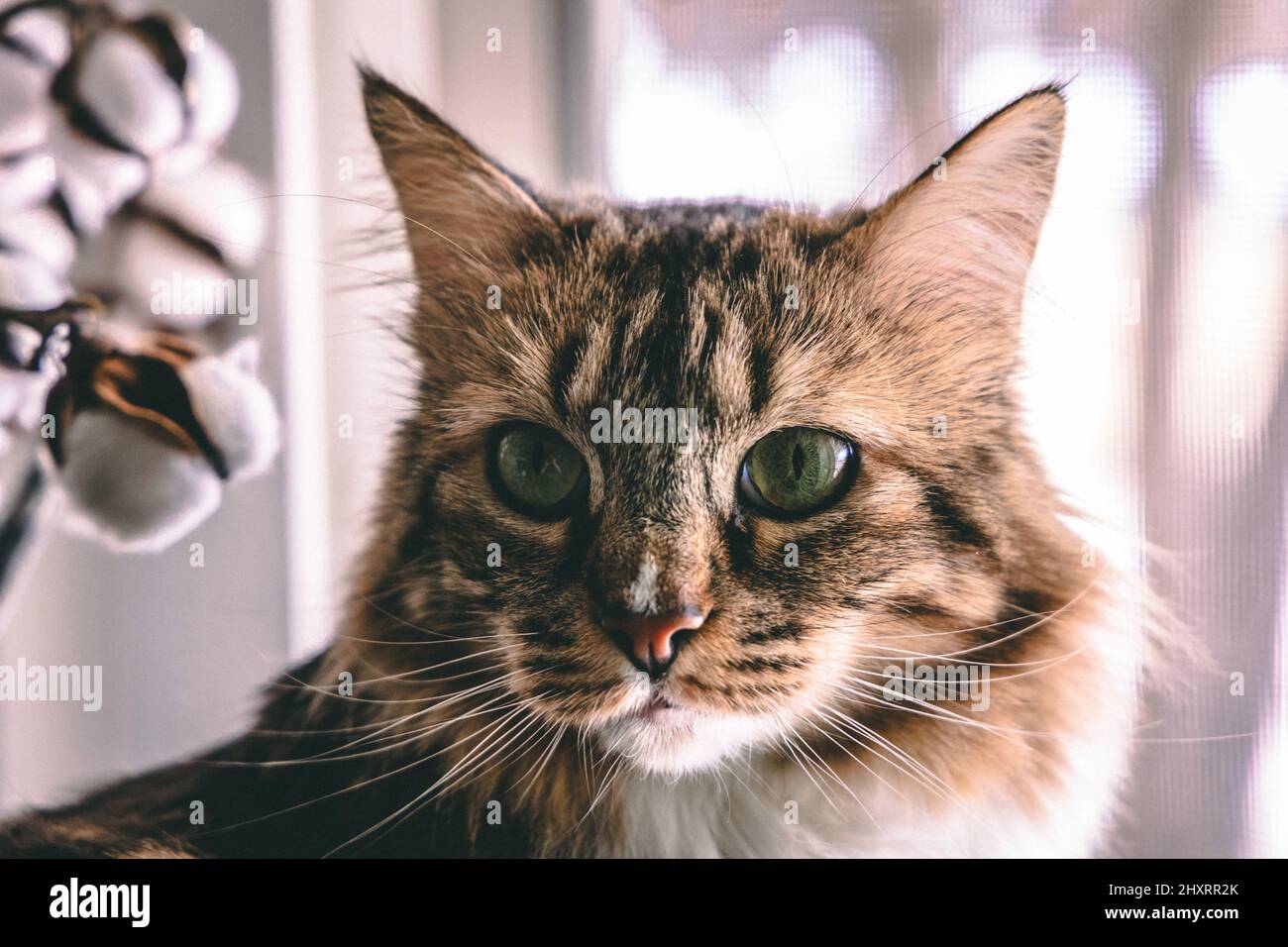 Portrait of a Brazilian Shorthair cat Stock Photo - Alamy