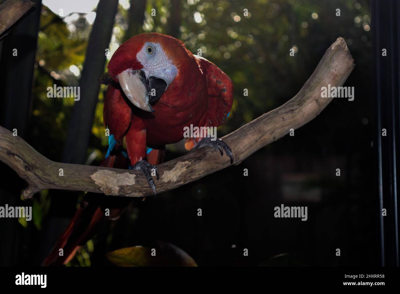 True parrot hi-res stock photography and images - Alamy