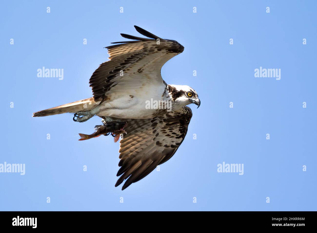 Sea hawk flying in the blue sky with its prey Stock Photo - Alamy
