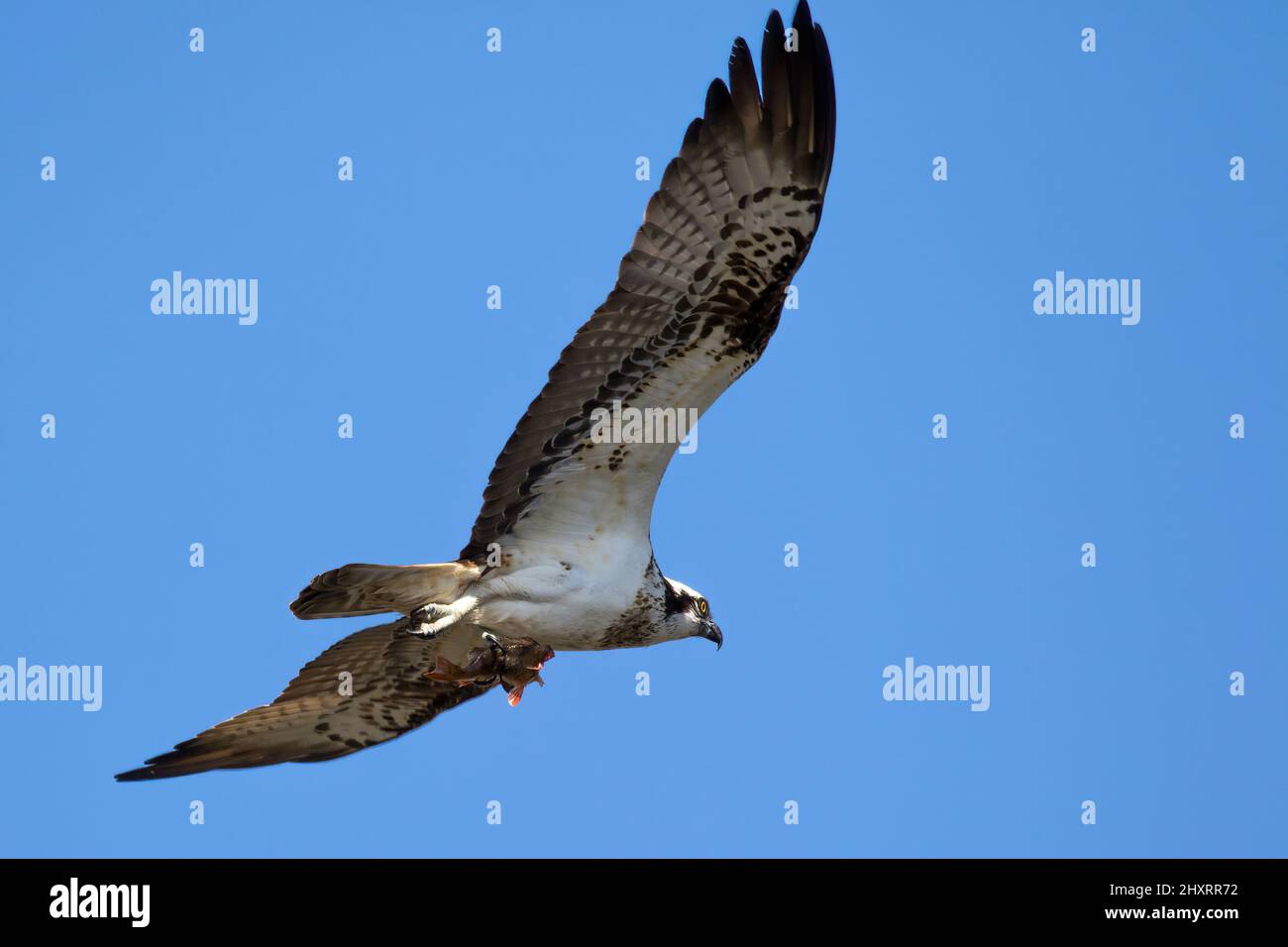 Sea hawk flying in the blue sky with its prey Stock Photo - Alamy