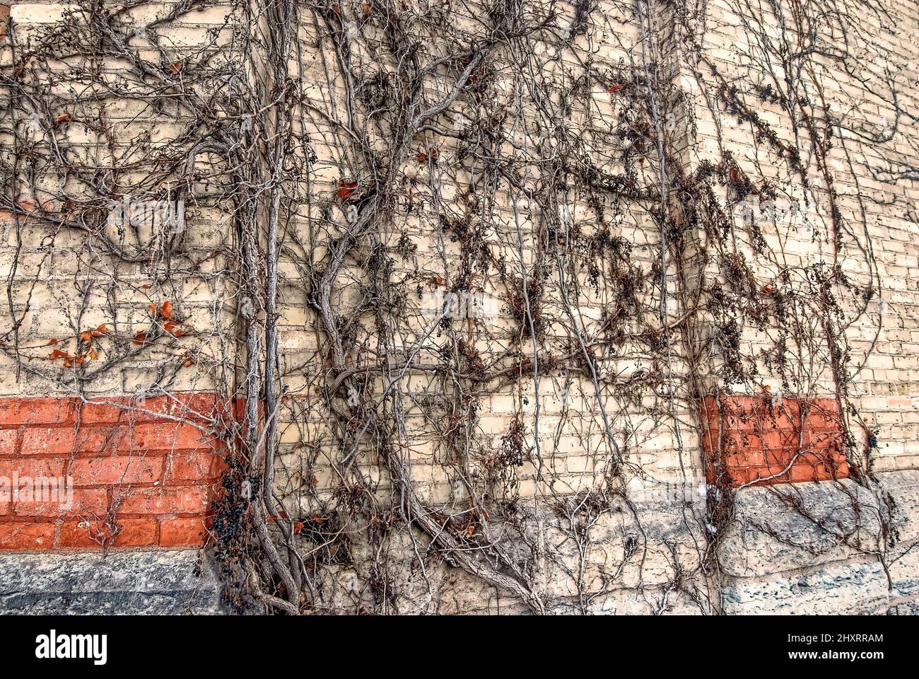A wall of vines growing towards the sky on an old building Stock Photo ...