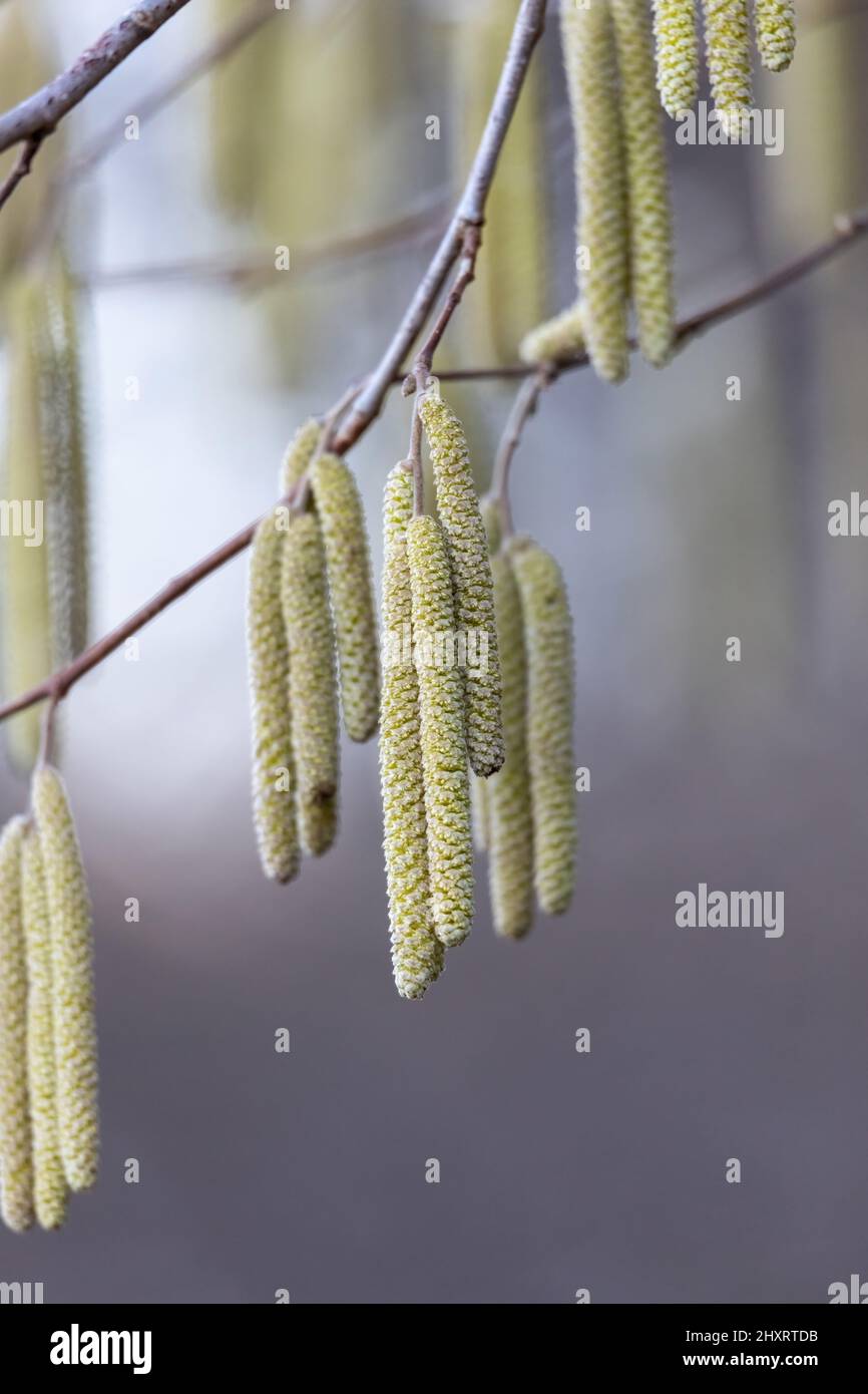 Yellow hazel flowers buds on a faded background Stock Photo - Alamy