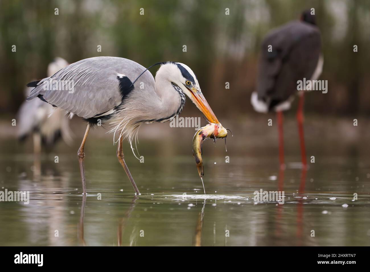 Grey heron eating fish on wetland in springtime nature Stock Photo - Alamy