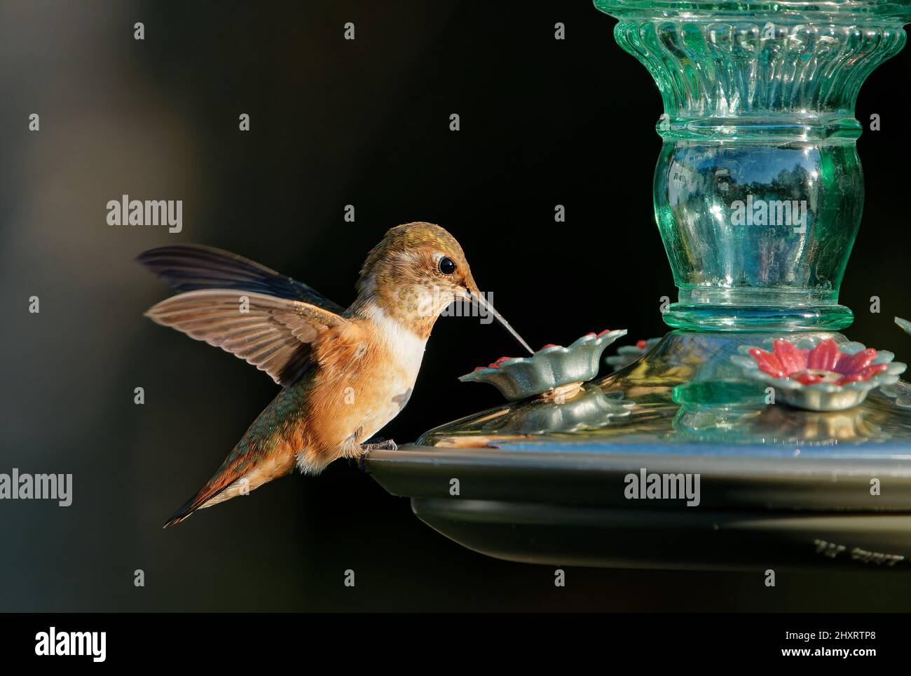 Closeup shot of an Allen's Hummingbird flying and eating from a ...