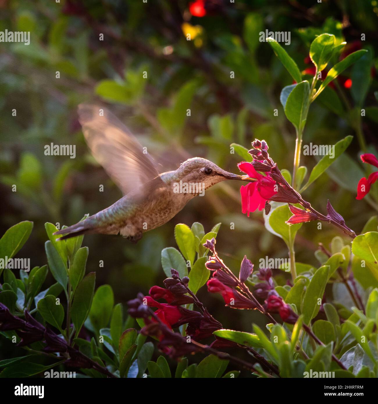 Flying hummingbird sipping nectar from flowers in a garden Stock Photo ...