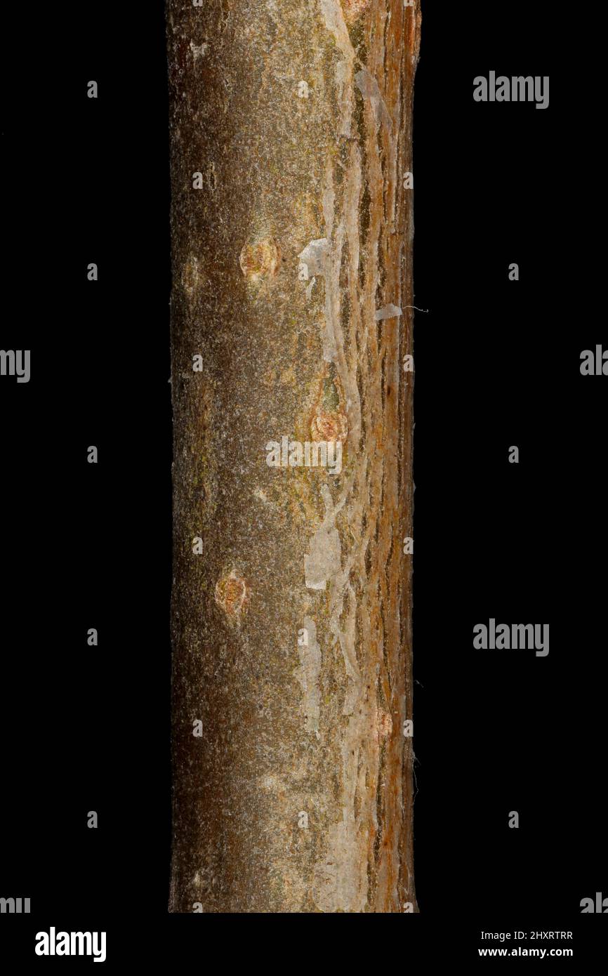 Populus tremula botanical illustration hi-res stock photography and ...