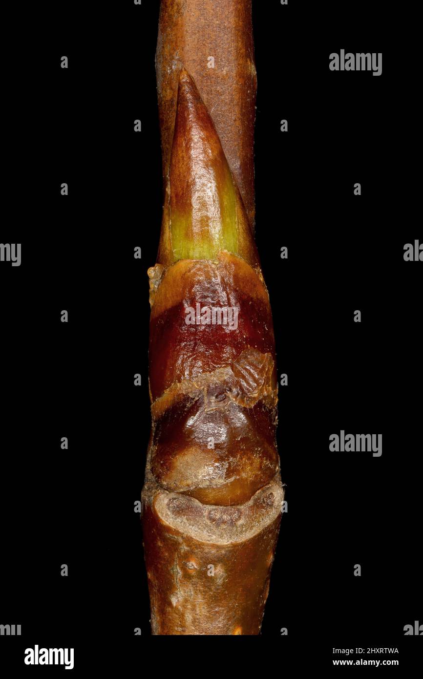 Aspen (Populus tremula). Lateral Bud Closeup Stock Photo - Alamy