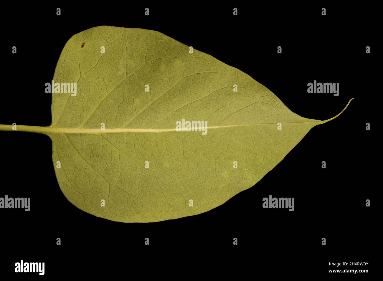 Lilac (Syringa vulgaris). Leaf Closeup Stock Photo - Alamy