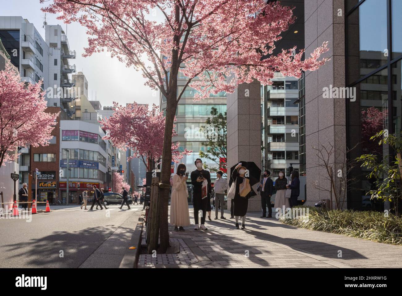 Pedestrians admire blooming Sakura cherry trees in Nihombashi. Early ...
