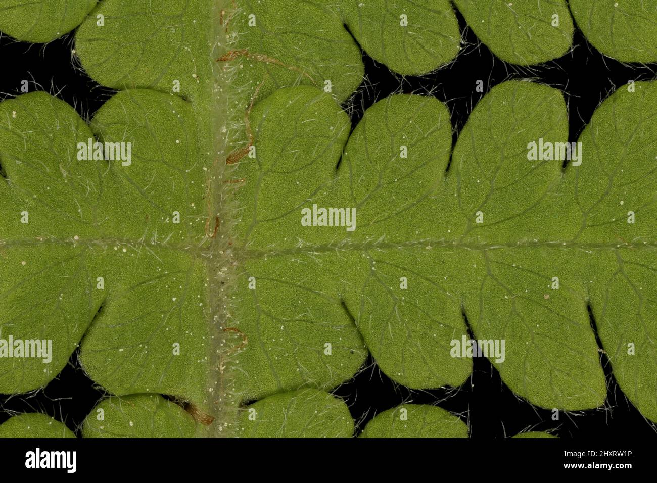 Long Beech Fern (Phegopteris connectilis). Rachis and Pinnae Bases ...