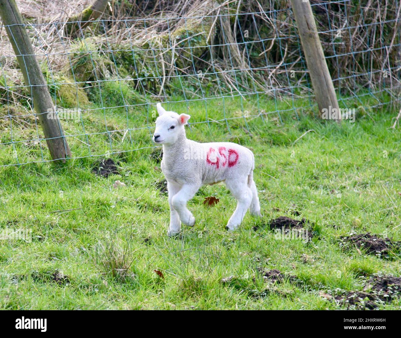 Playful little lamb hi-res stock photography and images - Alamy