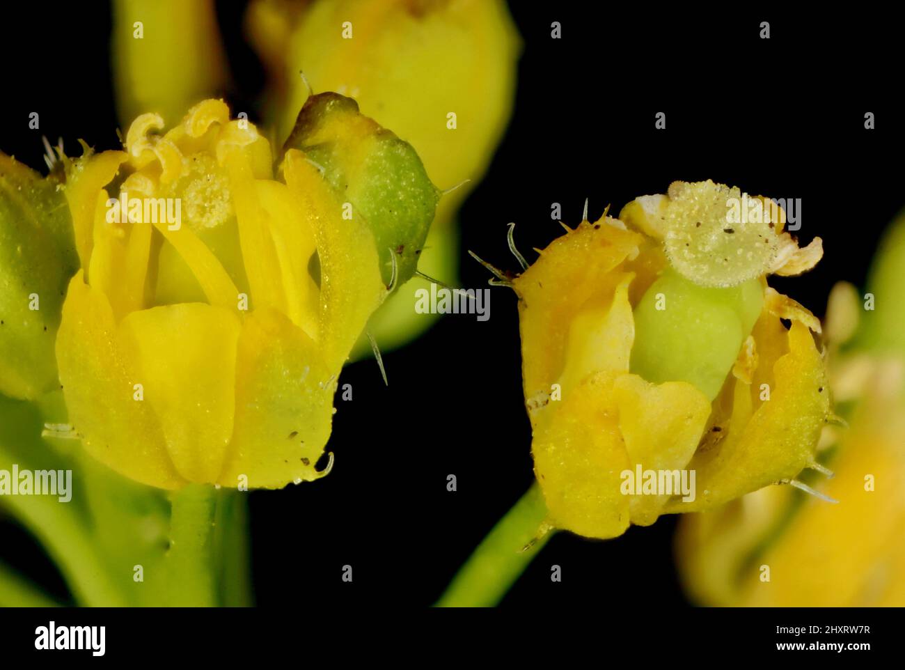 Marsh Yellow-Cress (Rorippa palustris). Inflorescence Detail Closeup ...