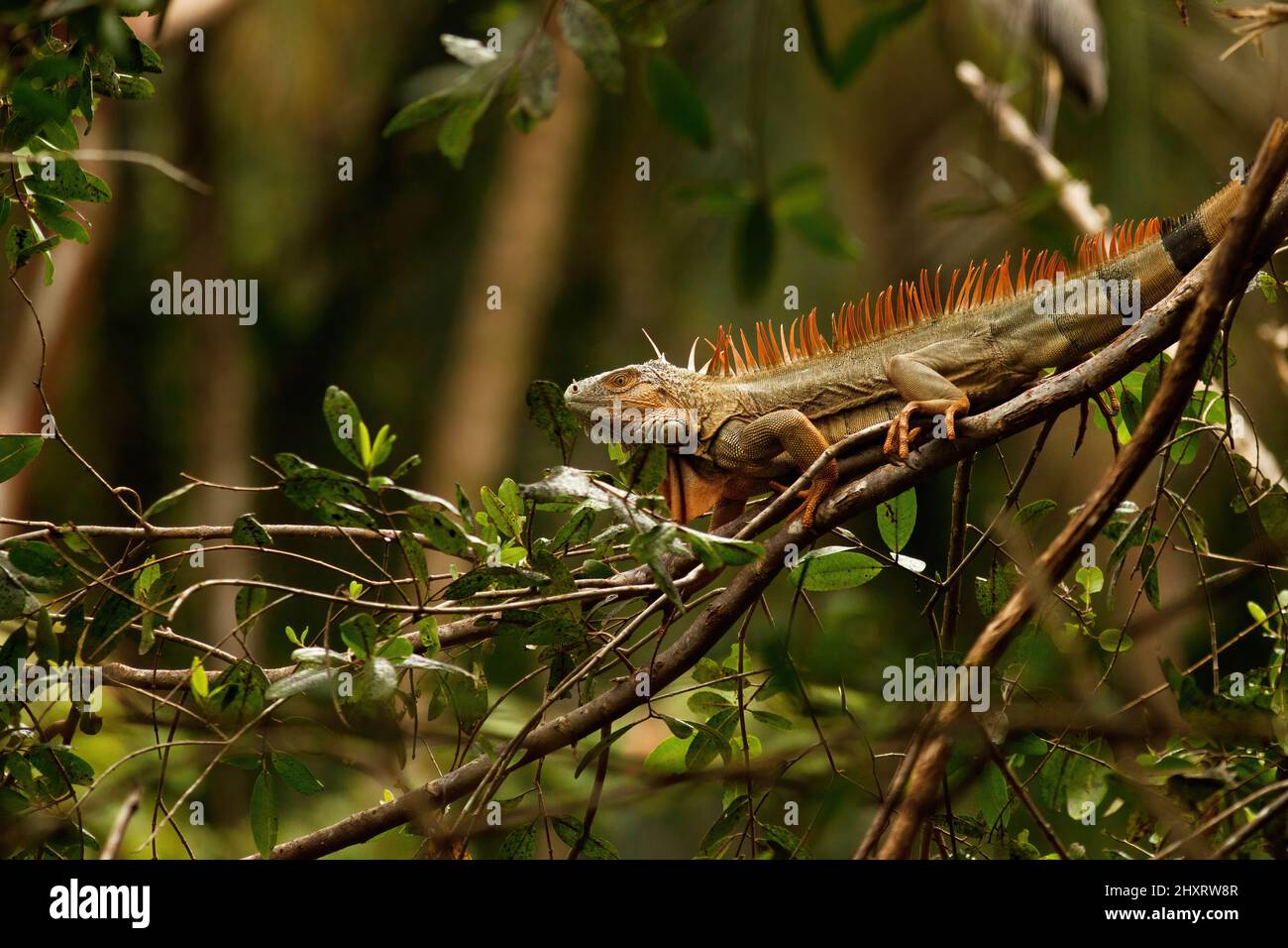 Wild green iguana, iguana iguana, with spiky back lying on branch and ...