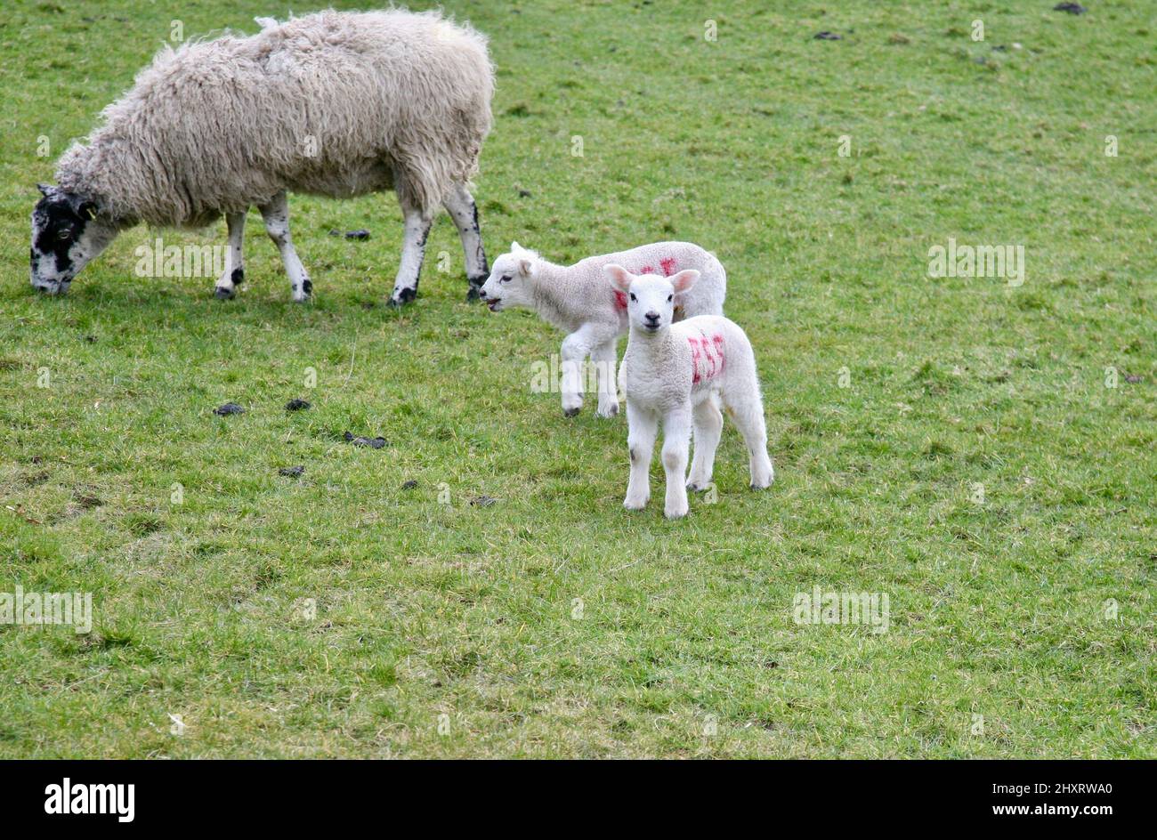 A ewe with two small lambs Stock Photo - Alamy