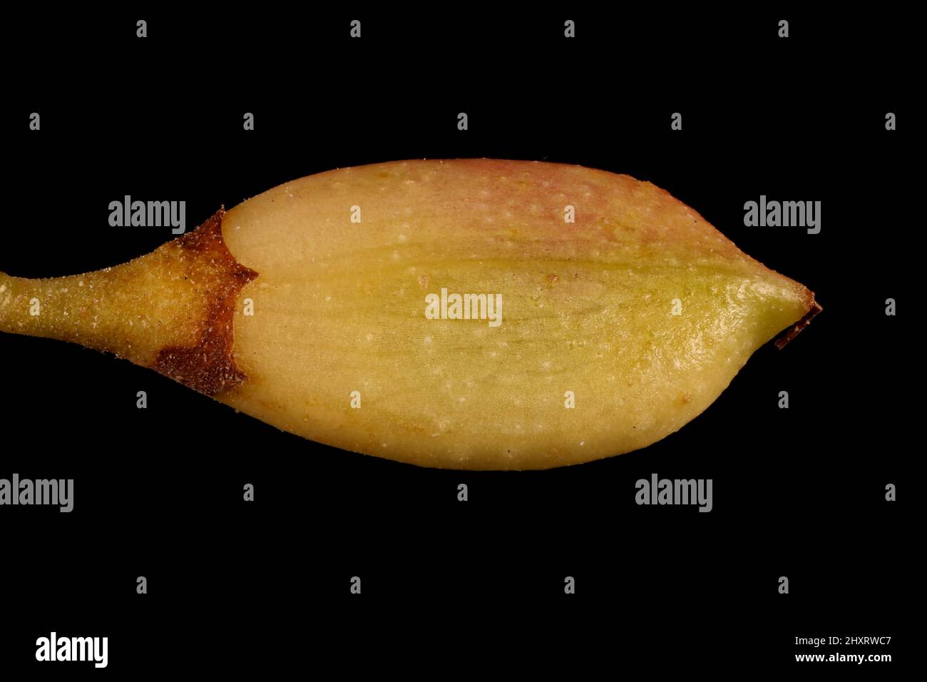 Vulgaris fruit hi-res stock photography and images - Alamy