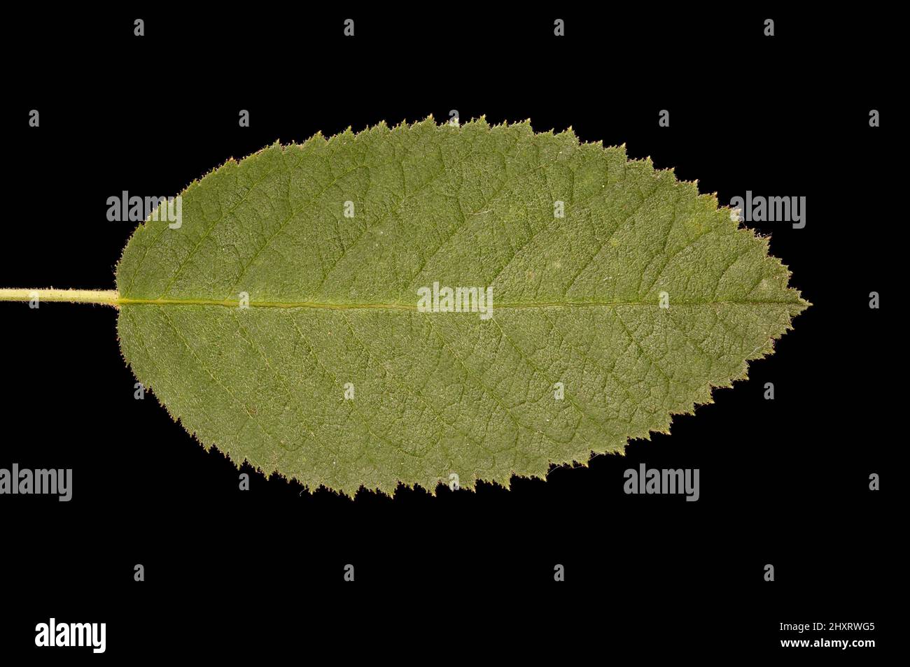 Apple leaflet hi-res stock photography and images - Alamy