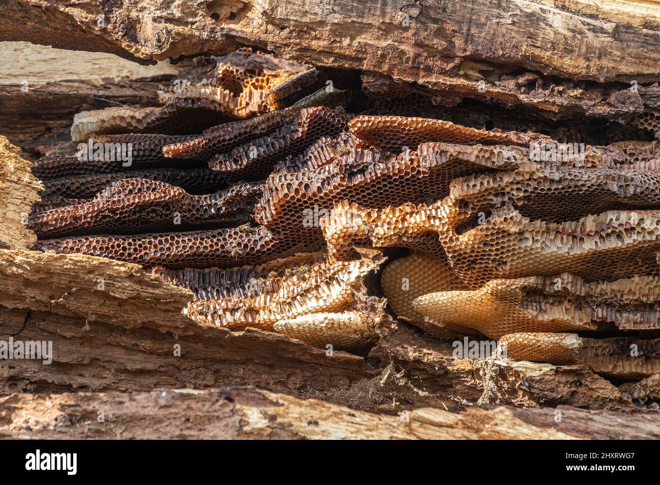 Wild honey bee nest showing the honeycomb structure (natural Apis ...