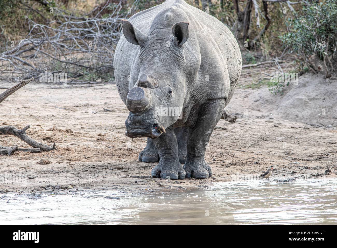 Selective of a rhino by the water Stock Photo - Alamy