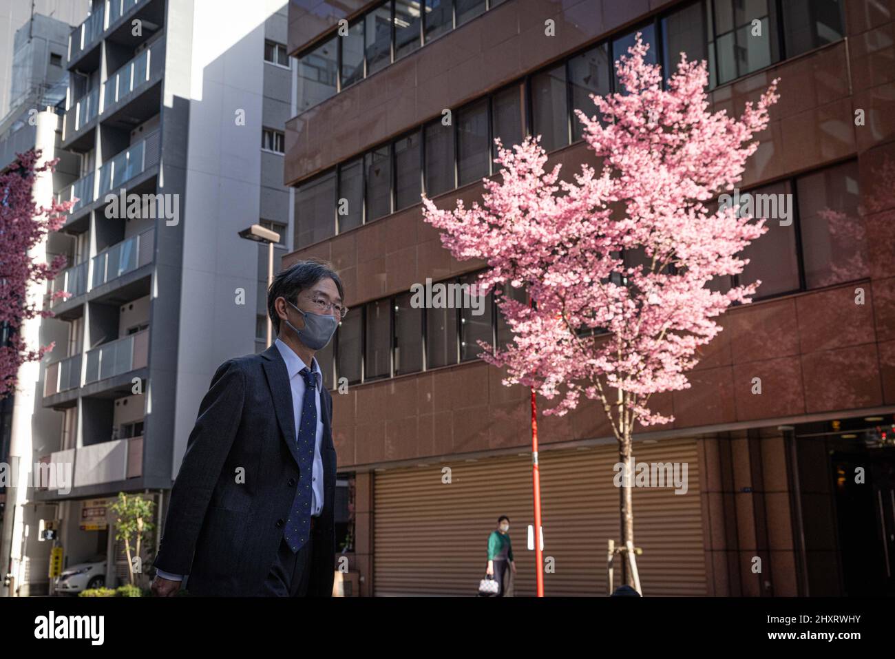 Businessman walks past a blooming Sakura cherry tree in Nihombashi ...