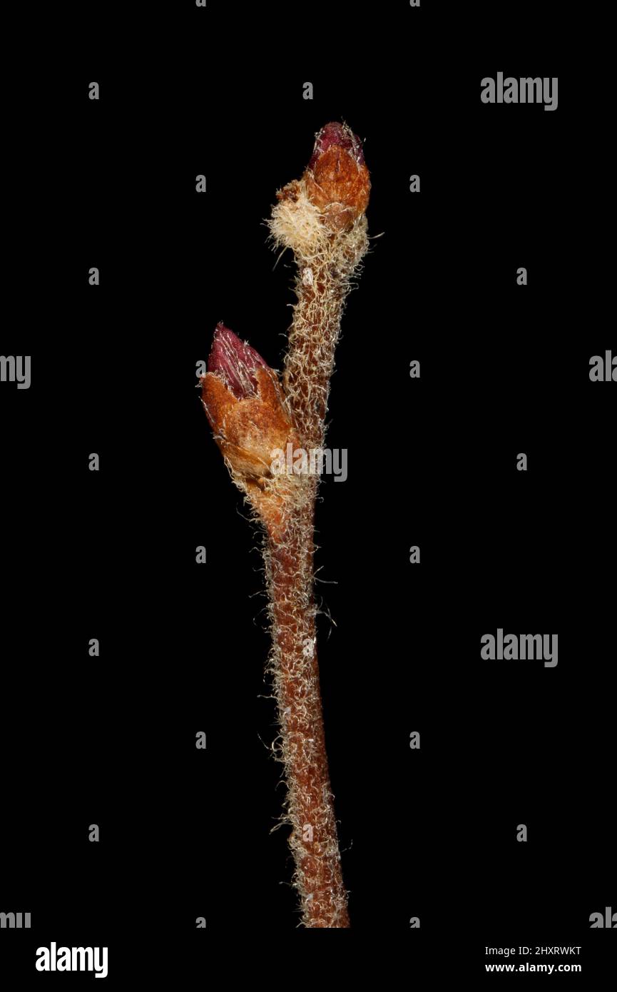 Subterminal bud hi-res stock photography and images - Alamy