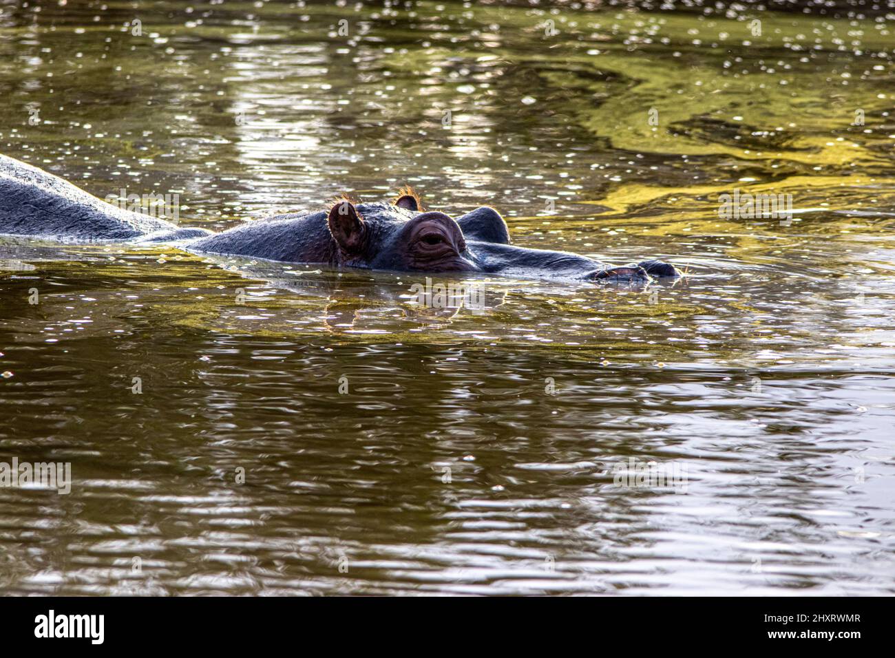 Selective of a hippo in a marsh Stock Photo - Alamy