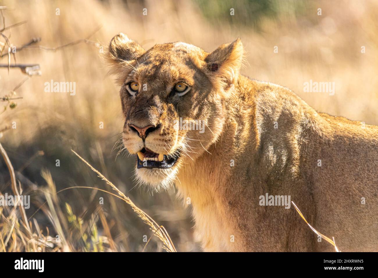 Closeup of a maneless lion (Panthera leo) baring its teeth Stock Photo ...