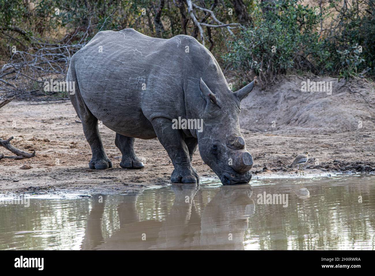 A selective of a rhino drinking from a lake Stock Photo - Alamy