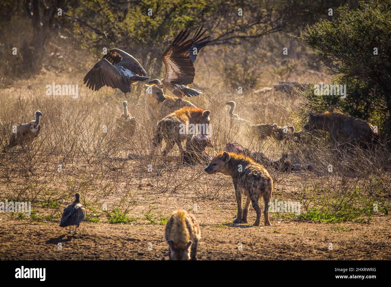 Prey hunting hyenas hi-res stock photography and images - Alamy
