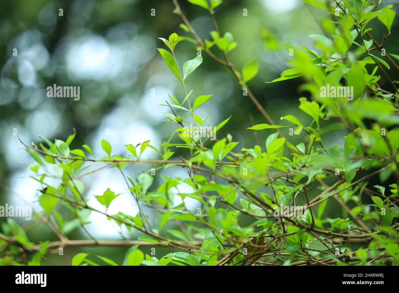 Herbal green henna branch hi-res stock photography and images - Alamy