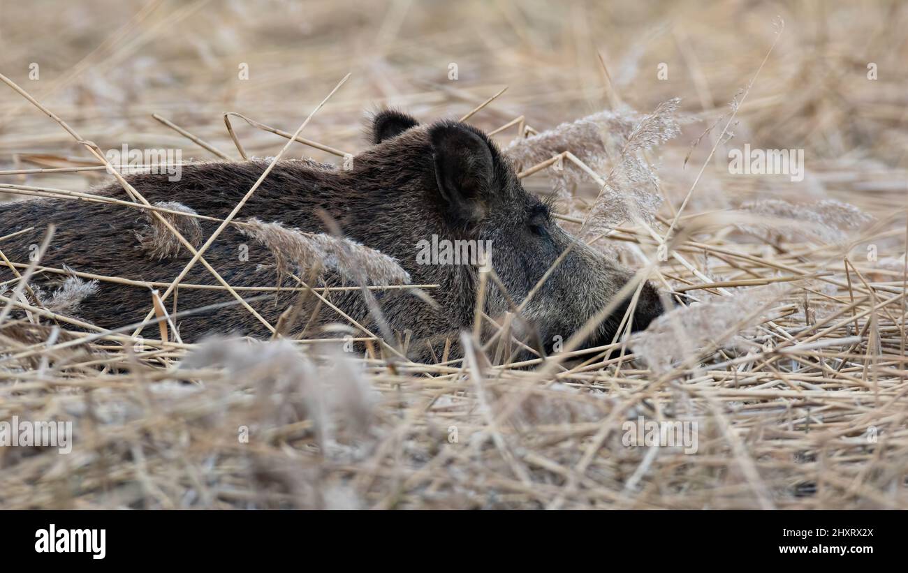 wild boar lying on dry grassland in springtime nature Stock Photo - Alamy