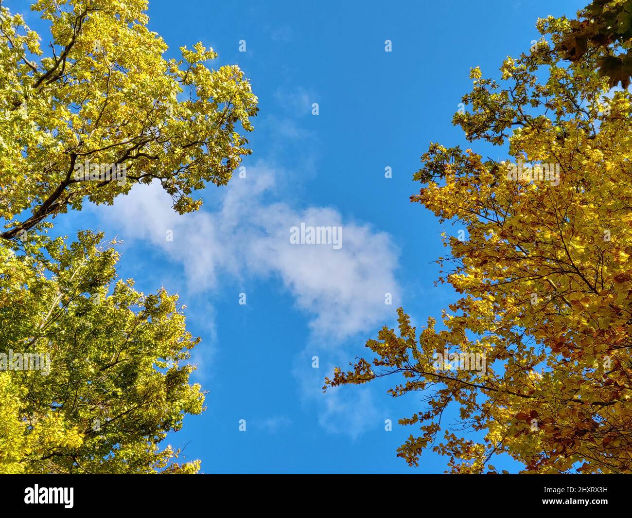 Low angle of an autumn maple tree Stock Photo - Alamy