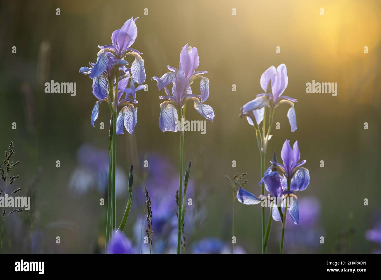 Siberian iris flourishing on a meadow with natural light rays shining ...