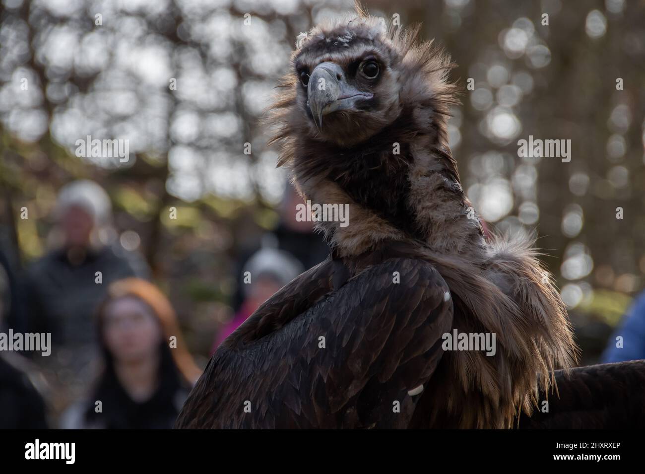 Vulture inside a cage in Wildpark Bad Mergentheim, Germany Stock Photo ...