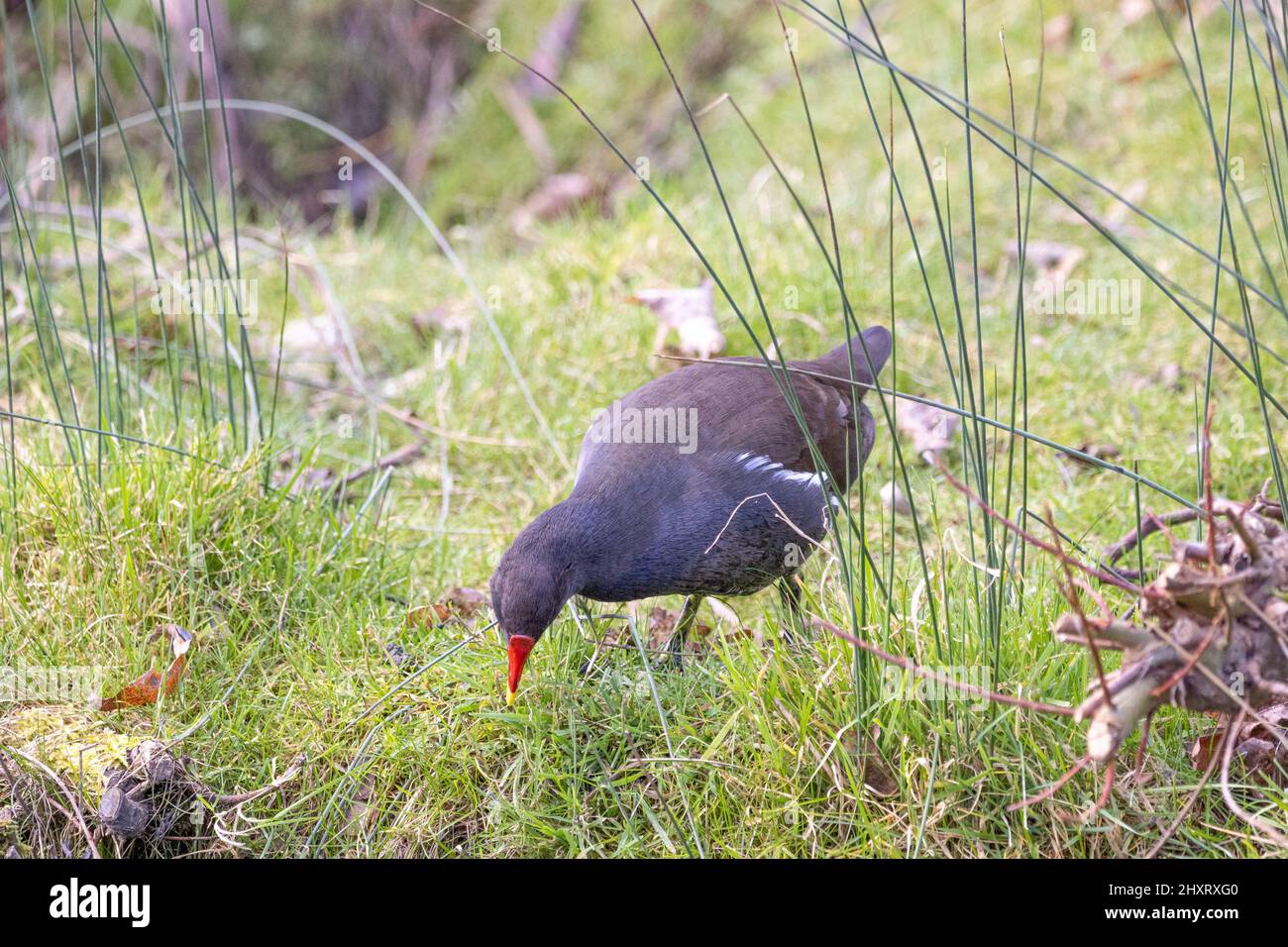 Black moorhen bird grazing on the grassy field in the wild Stock Photo ...
