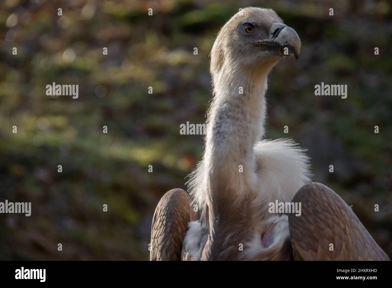 Vulture inside a cage in Wildpark Bad Mergentheim, Germany Stock Photo ...