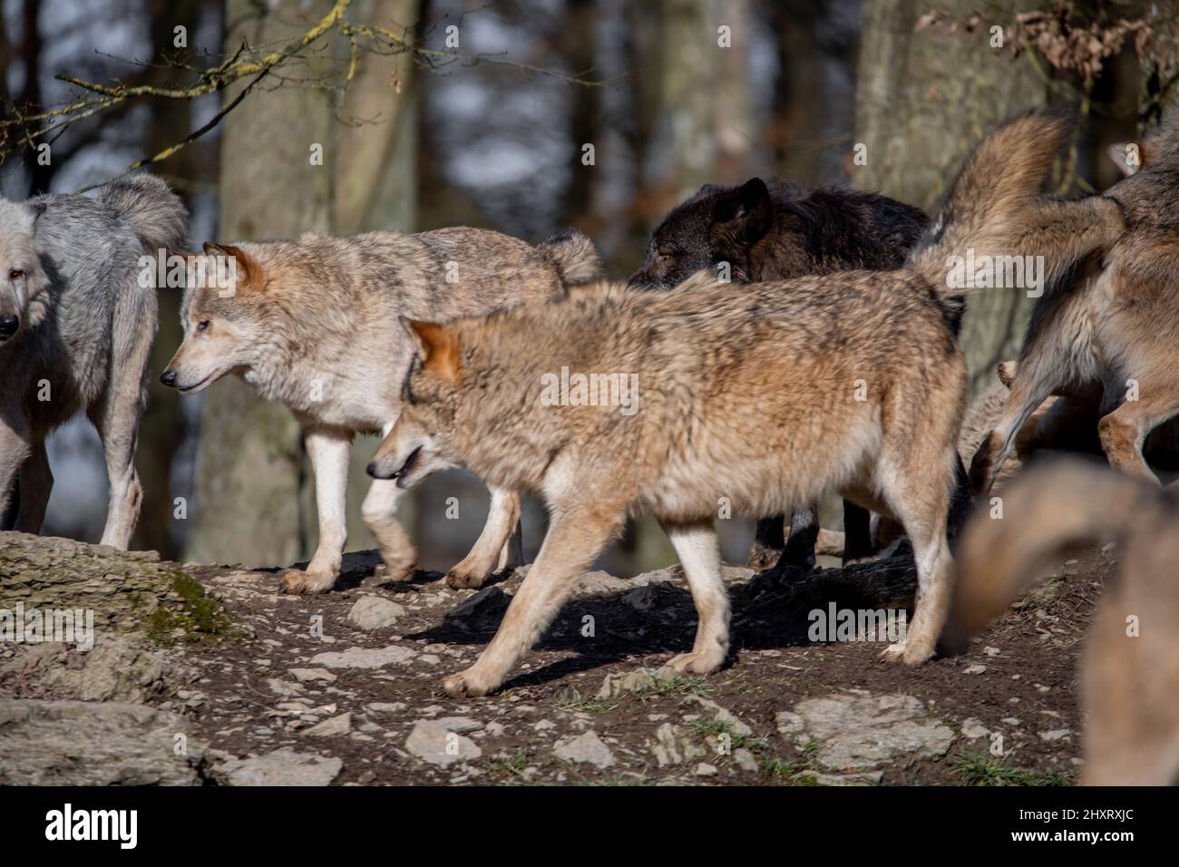 Puppy pack of wolves hi-res stock photography and images - Alamy