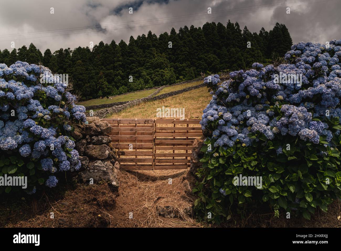 Blooming Hydrangea macrophylla flowers in the garden in Azores ...