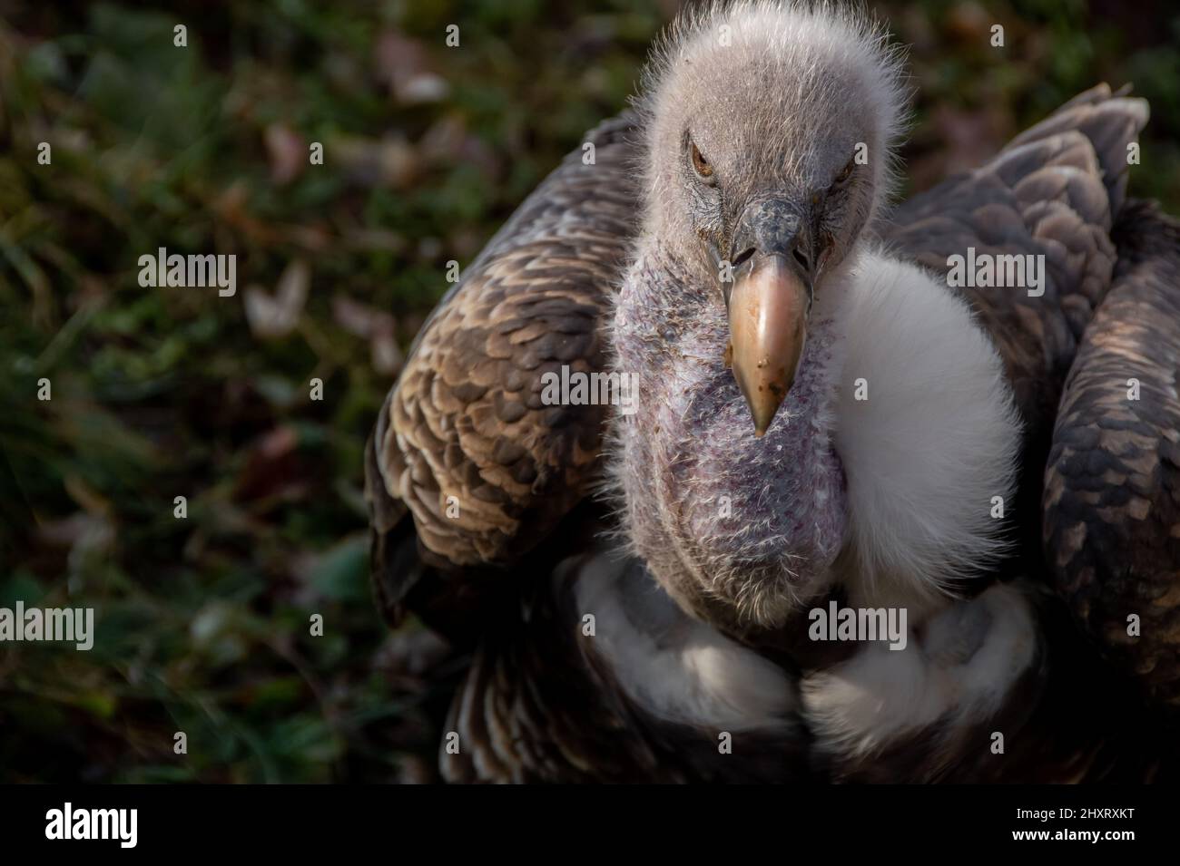 Vulture inside a cage in Wildpark Bad Mergentheim, Germany Stock Photo ...