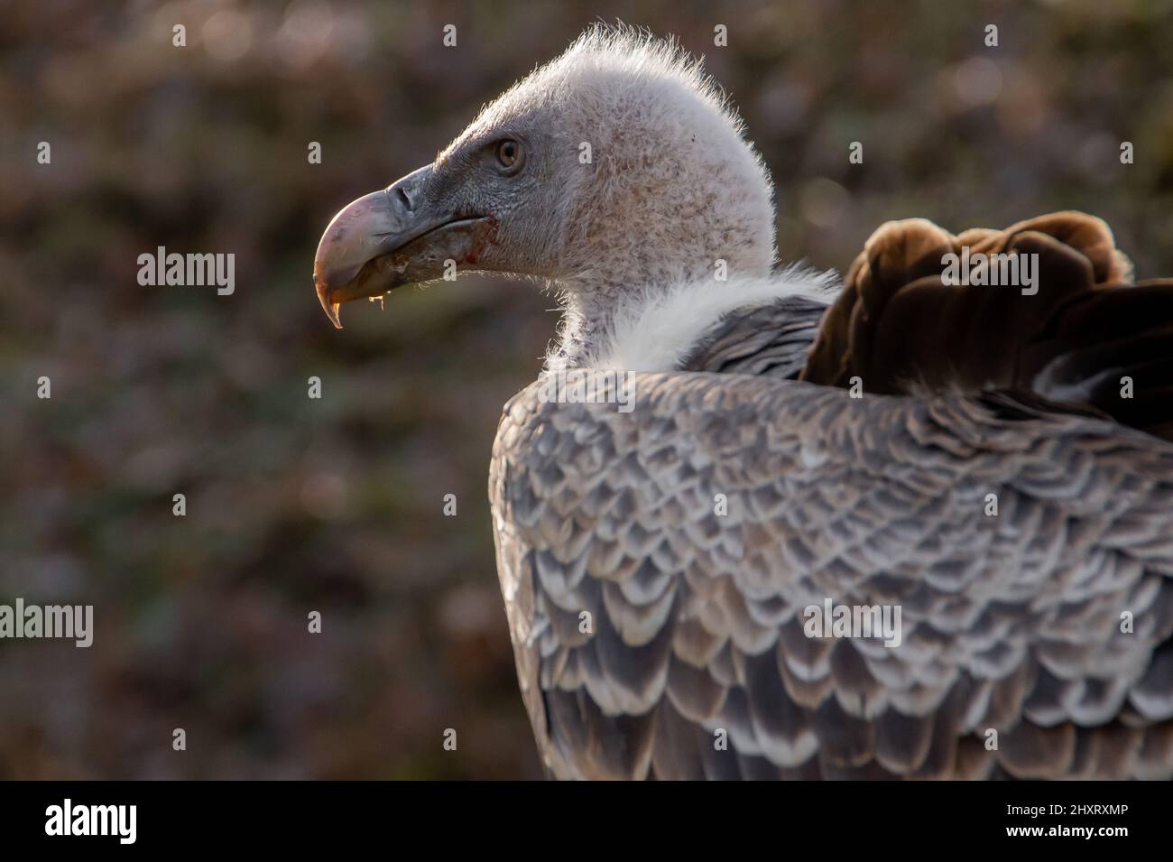 Vulture inside a cage in Wildpark Bad Mergentheim, Germany Stock Photo ...