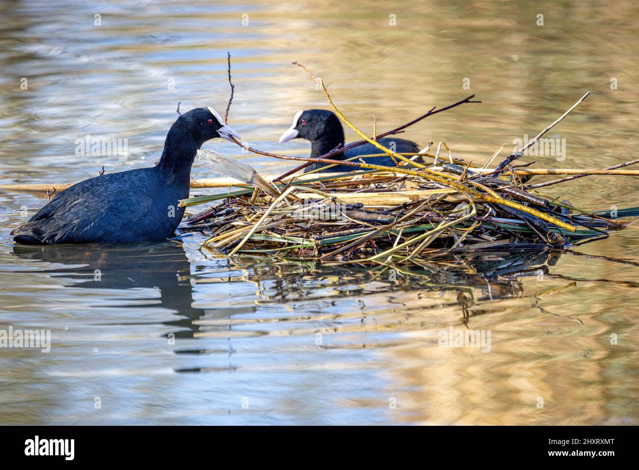 Black coot birds on the small nest in the lake Stock Photo - Alamy