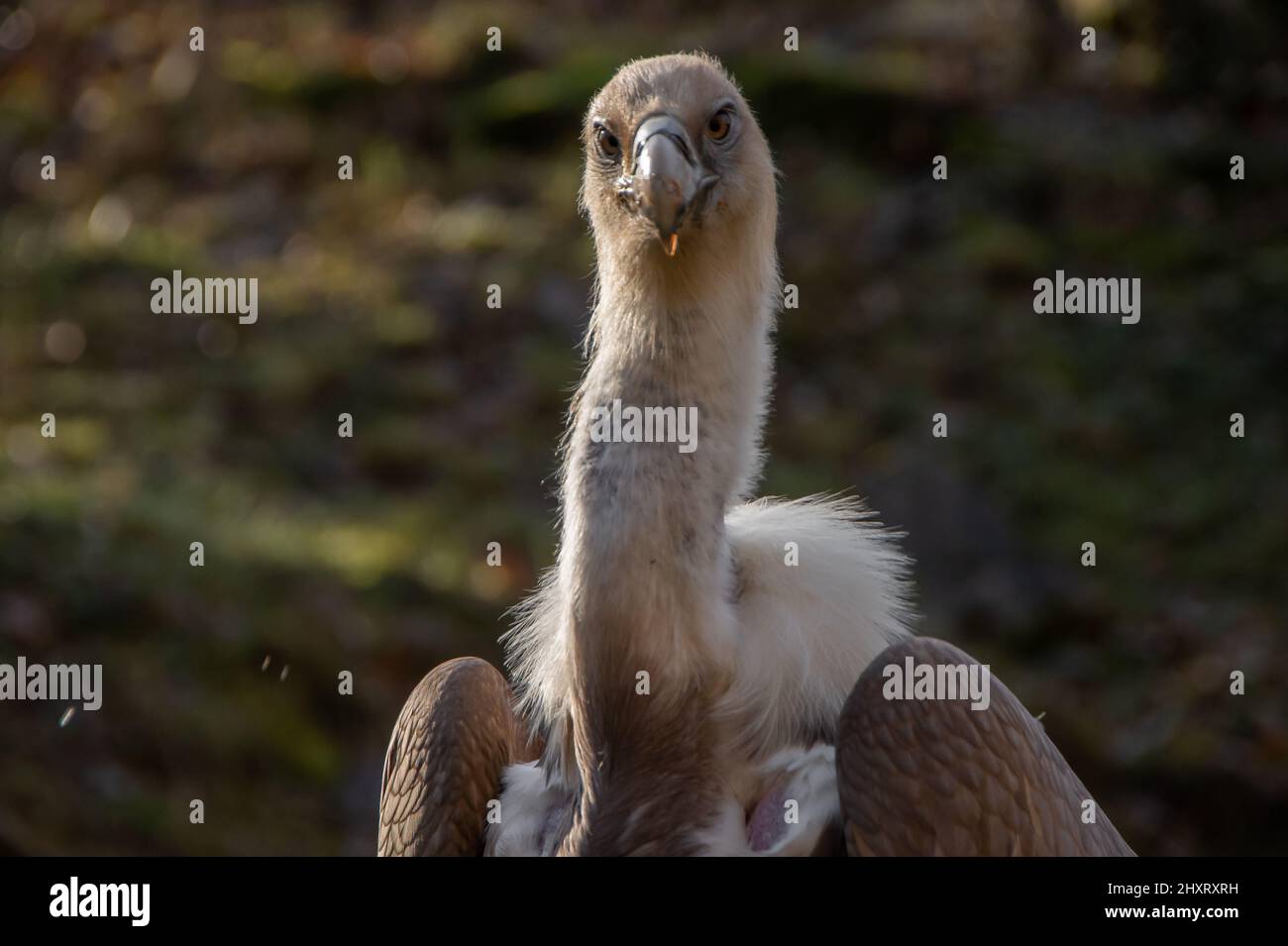 Vulture inside a cage in Wildpark Bad Mergentheim, Germany Stock Photo ...