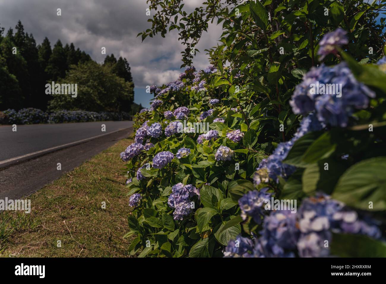 Blooming Hydrangea macrophylla flowers beside the road in Terceira ...